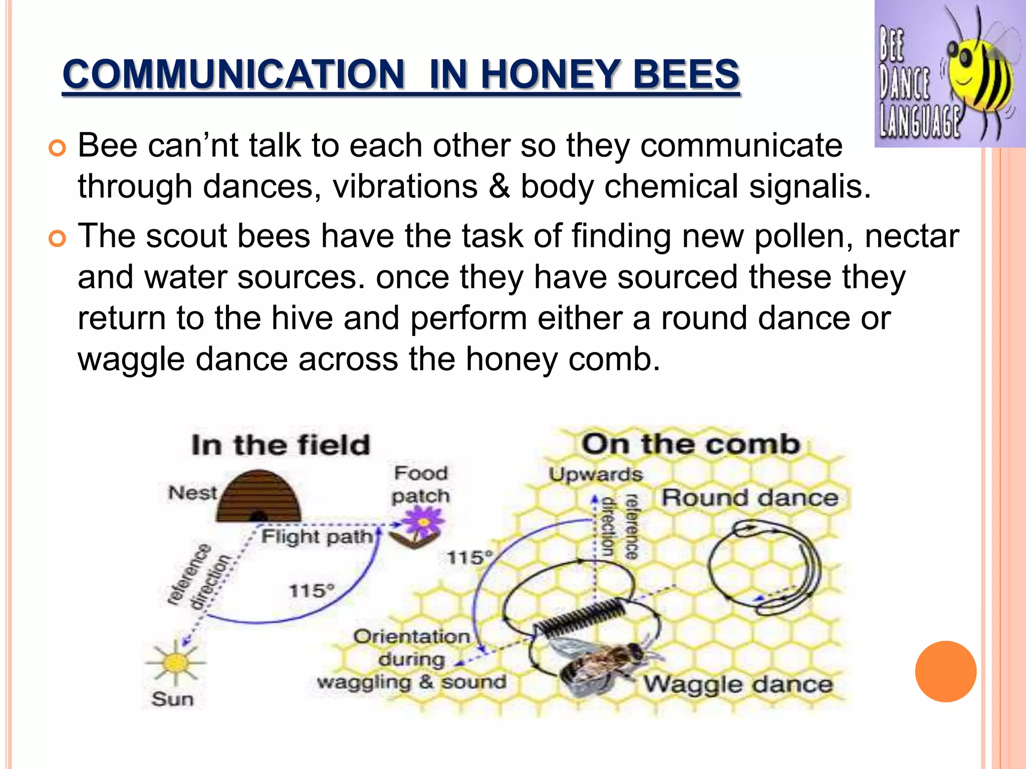 Social organization in honey bees | PPTX