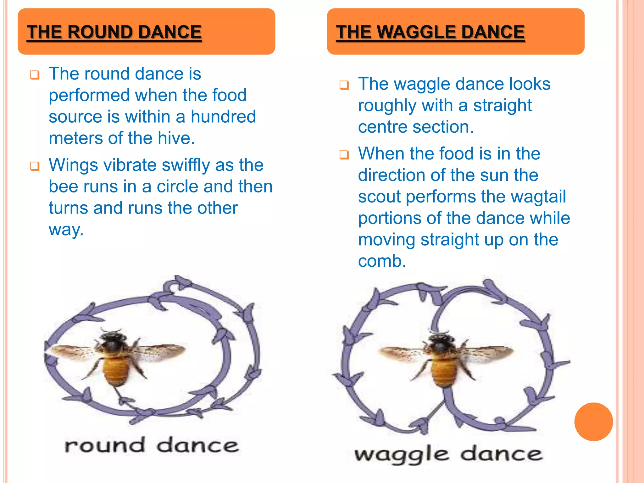 Social organization in honey bees | PPTX