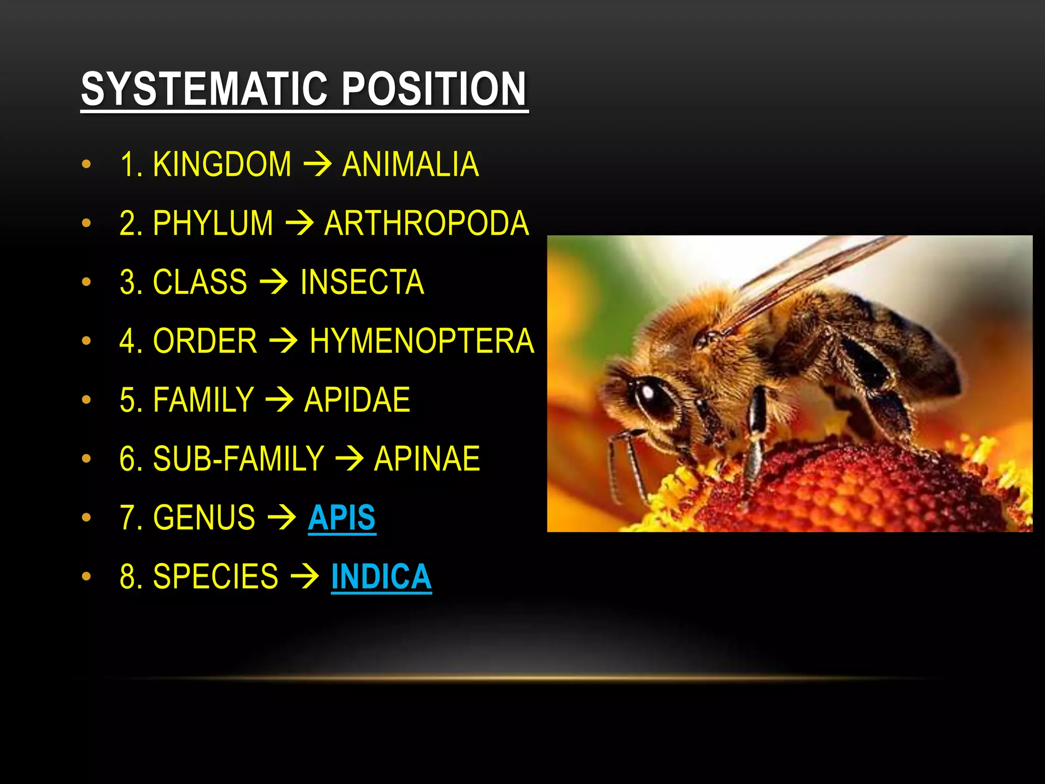Social organization in honey bees | PPTX