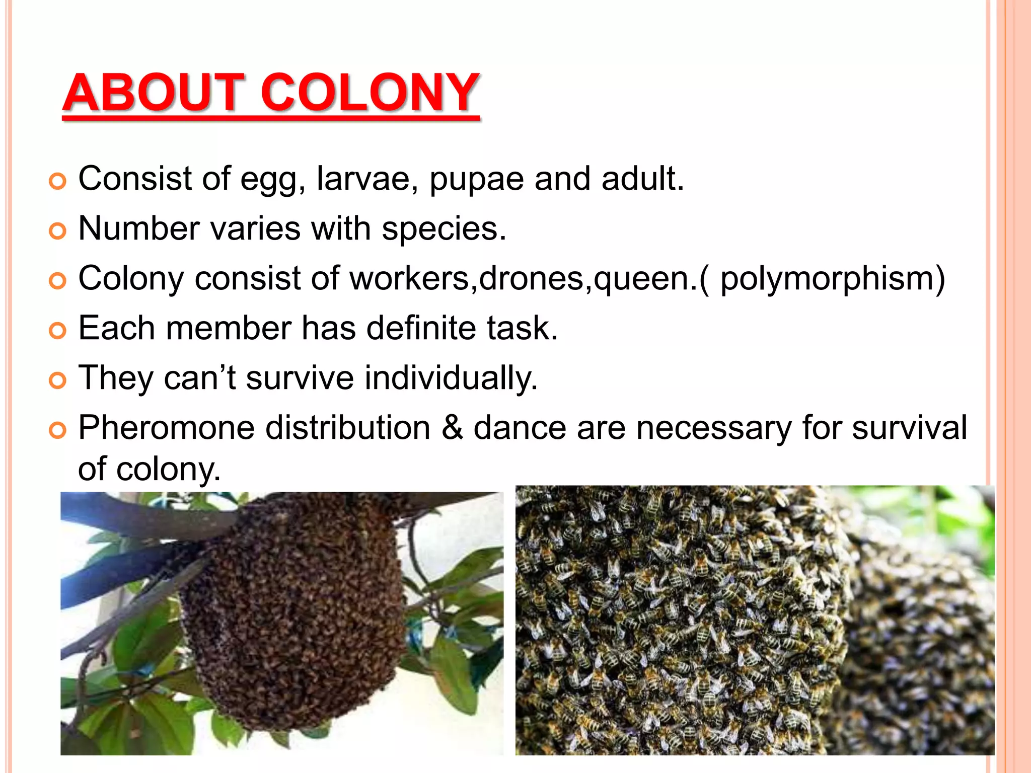 Social organization in honey bees | PPTX