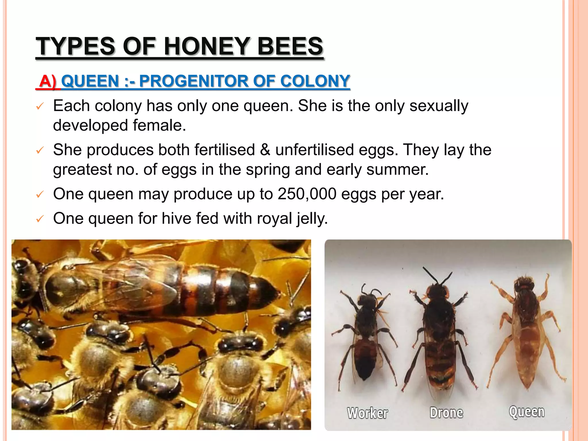 Social organization in honey bees | PPT