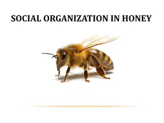 Social organization in honey bees | PPTX