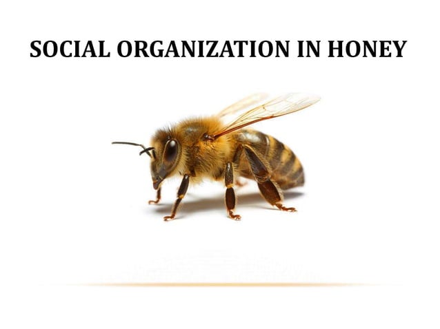 Social organization in honey bees | PPTX | Beekeeping | Hobbies & Interests