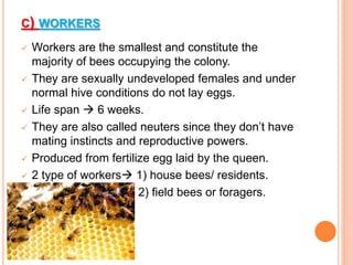 Social organization in honey bees | PPTX