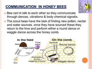 Social organization in honey bees | PPTX
