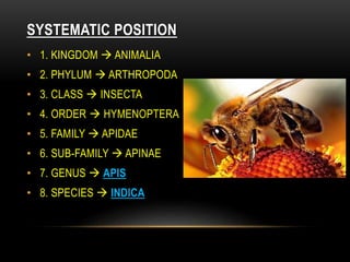 Social organization in honey bees | PPTX