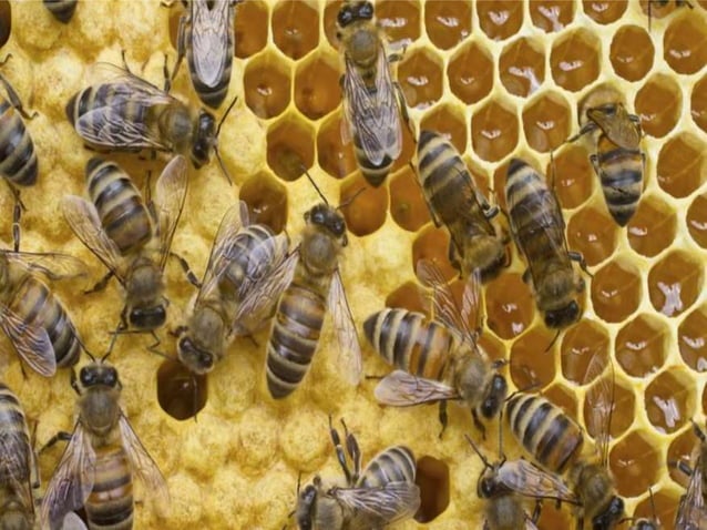 Social organization in honey bees | PPTX | Beekeeping | Hobbies & Interests