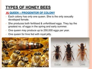Social organization in honey bees | PPTX