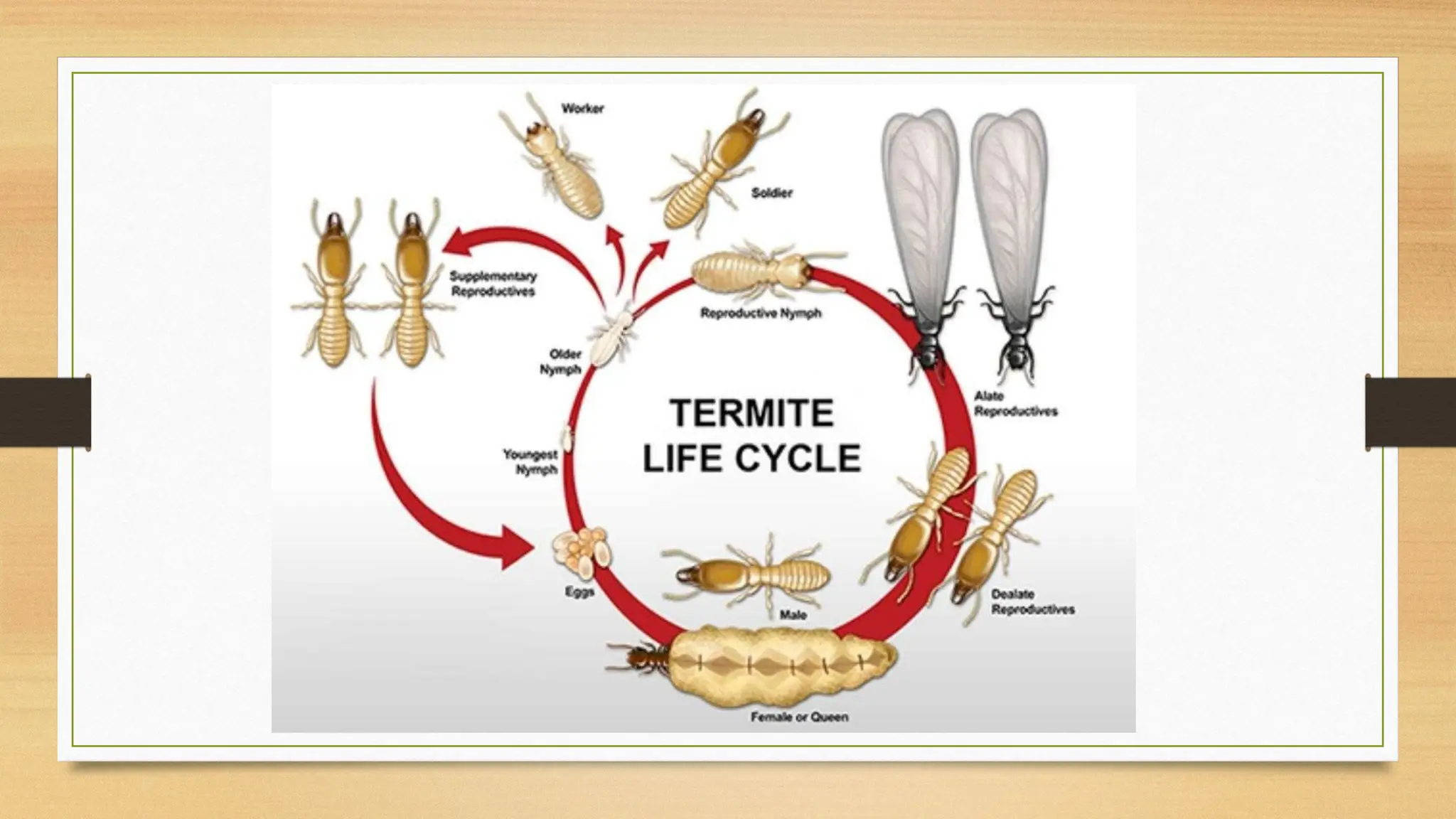 SOCIAL ORGANIZATION IN TERMITE for graduate studentsS.pptx