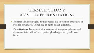 SOCIAL ORGANIZATION IN TERMITE for graduate studentsS.pptx