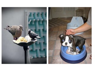 Social perception | PPTX