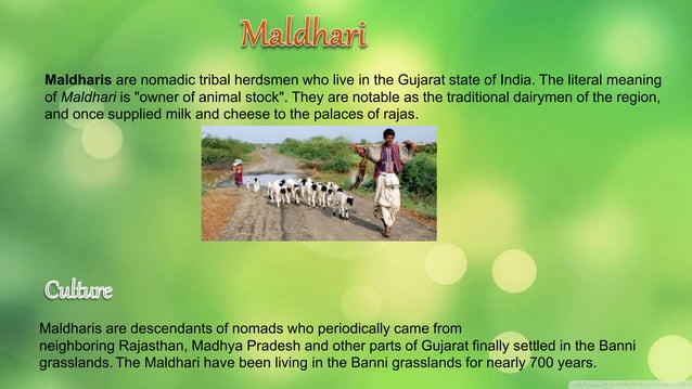 Different Pastoral Communities- PPT | PPTX