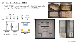 Social stress induces neurovascular pathology_Masuma_Akter | PPTX ...