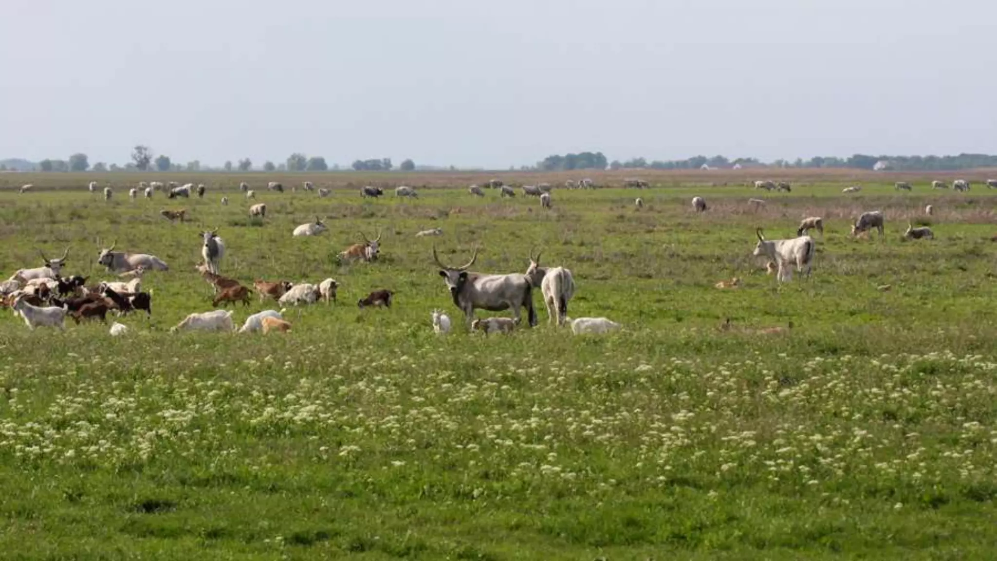 Intensive and Extensive Farming | PPTX