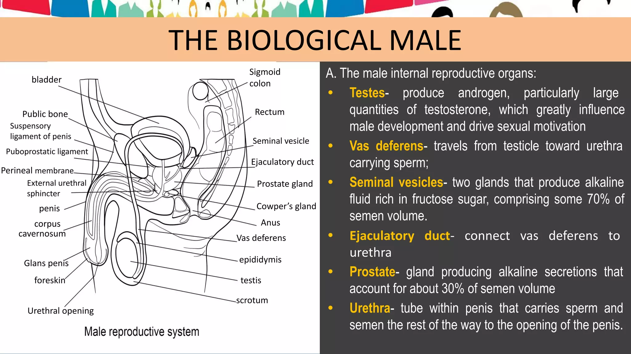 SOCIO 102 Lesson 3-5 .pptx.pdf