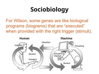 Sociobiology A level sociology socialization.pptx