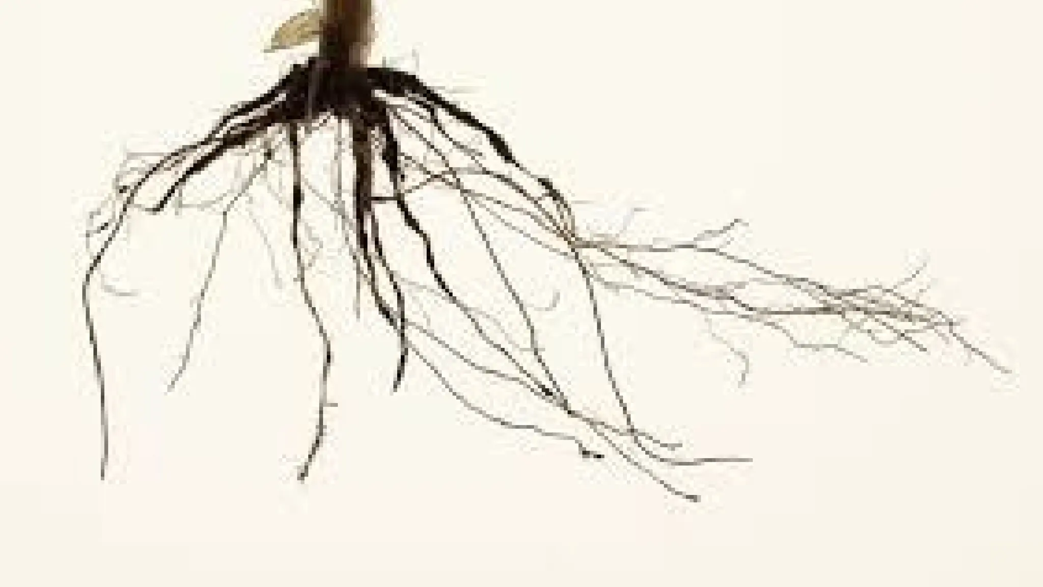 Parts of a Plant and Their Functions.pptx