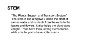 Parts of a Plant and Their Functions.pptx