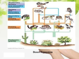 Desert Secondary Consumers