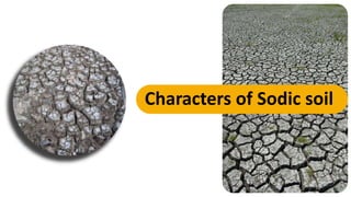 SODIC SOILS.pptx