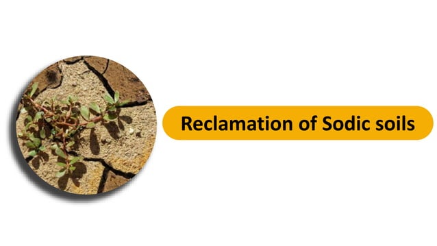 SODIC SOILS.pptx