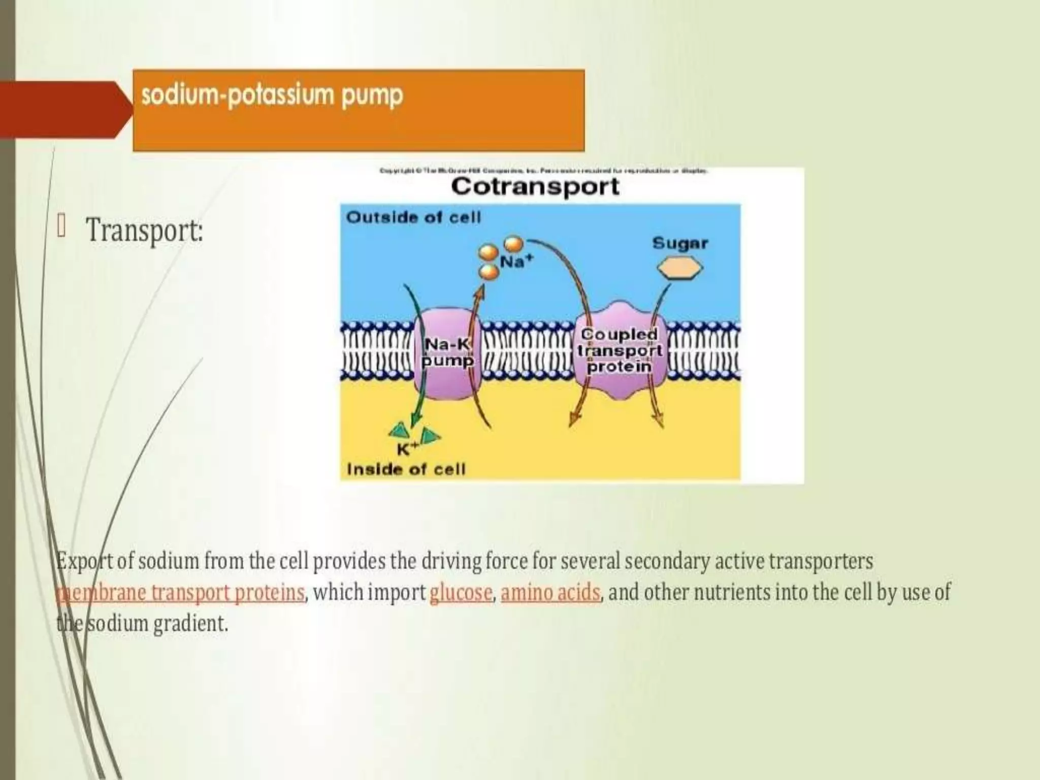 Sodium | PPT