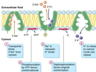 Sodium | PPT