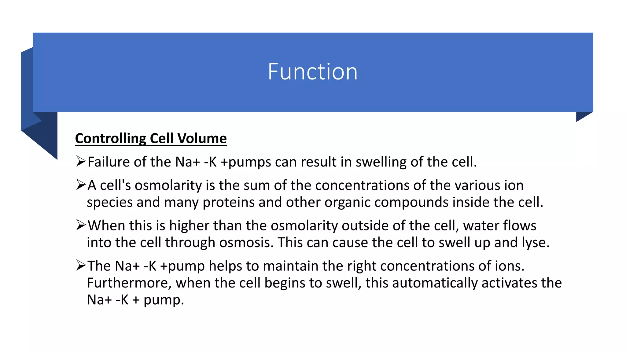Sodium potassium pump | PDF
