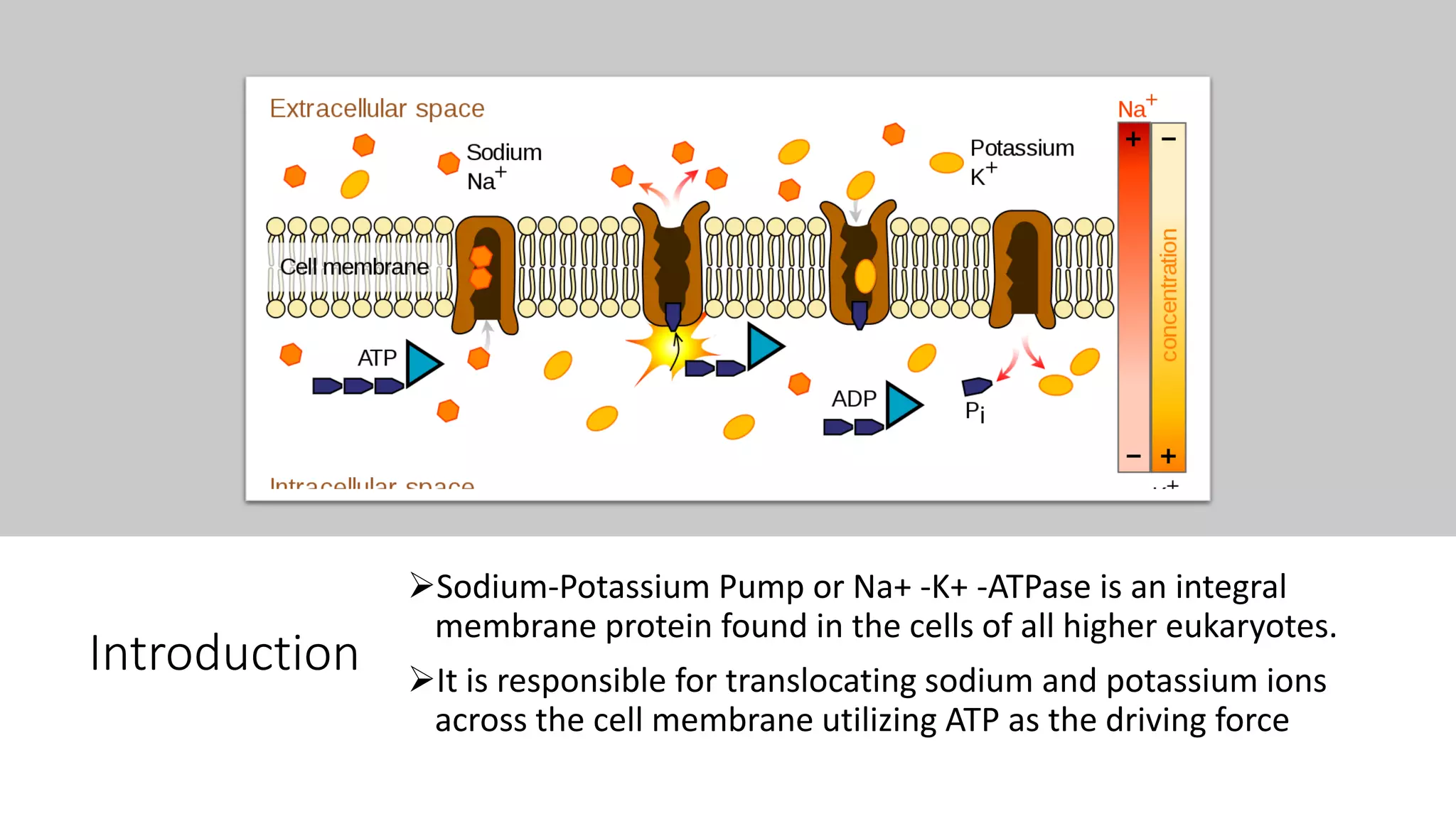 Sodium potassium pump | PDF