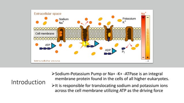 Sodium potassium pump | PDF | Chemistry | Science