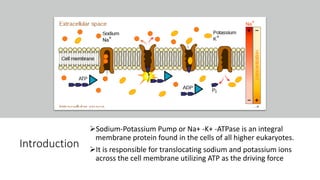 Sodium Potassium Pump Structure