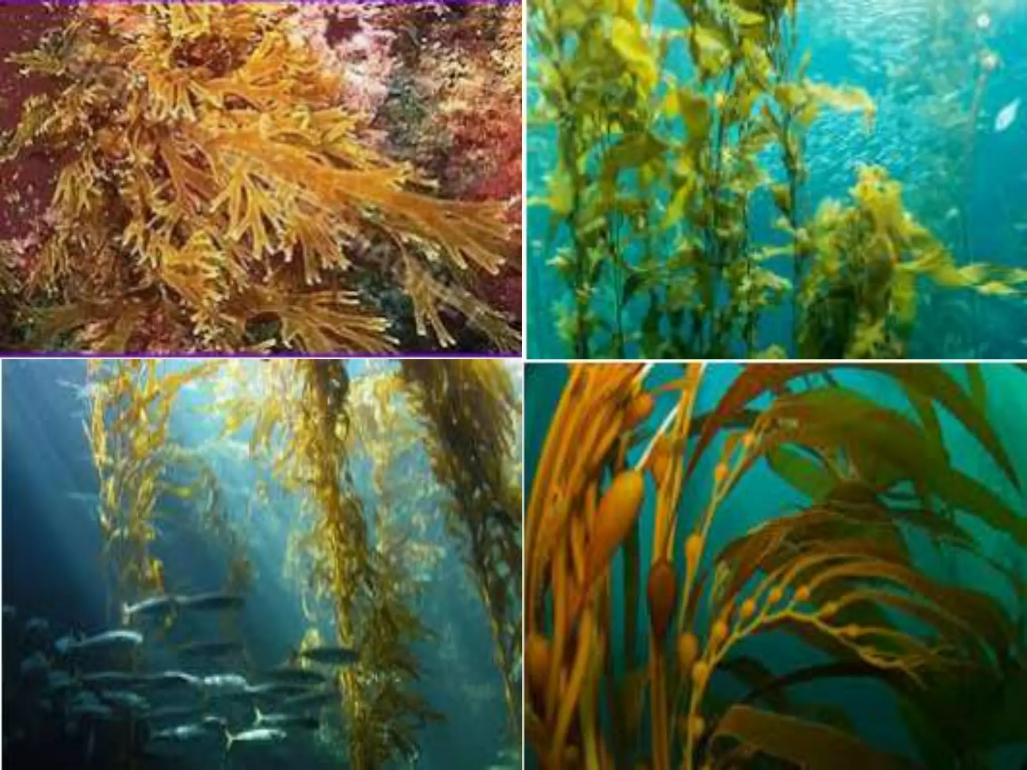 Sodium Alginate - A marine Source Purified Carbohydrates | PPT