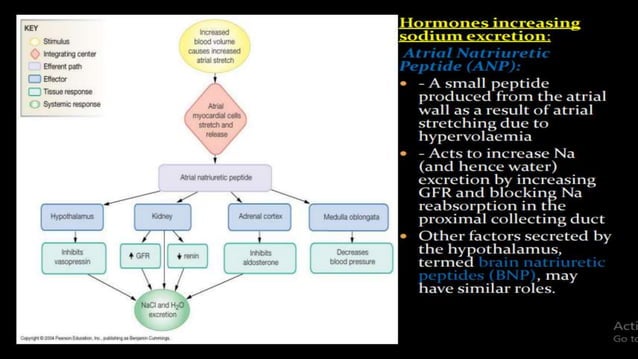 Sodium and water disorders | PPTX | Hormonal Disorders | Endocrine and ...