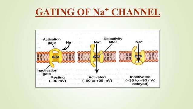 Sodium channel modulator | PPTX