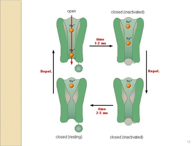 Sodium channel modulators | PPT | Brain and Nervous System Disorders ...