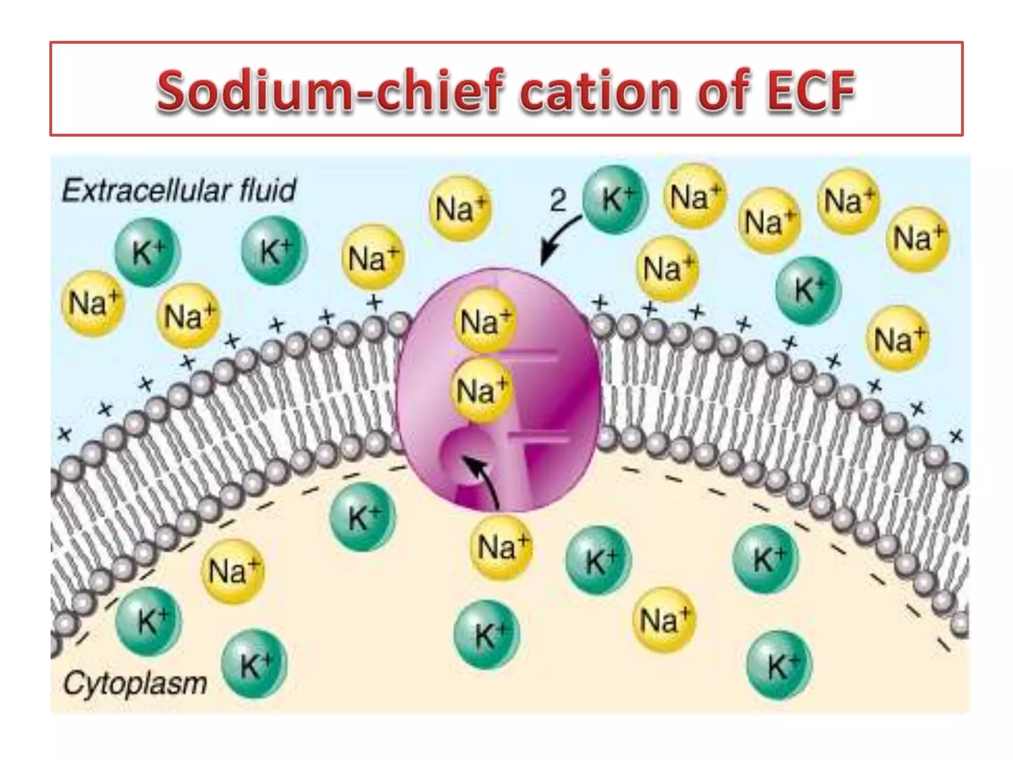 sodium and its medical importance for medical students | PPTX