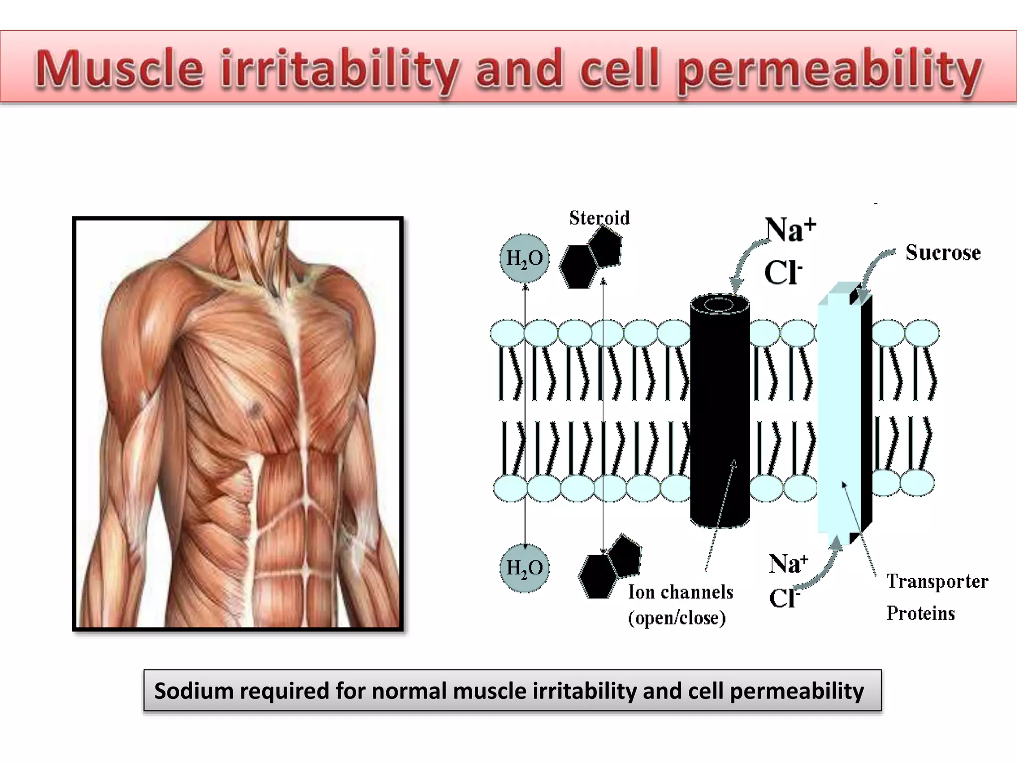 sodium and its medical importance for medical students | PPTX