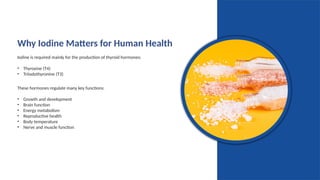 Sodium Iodide Enhances Thyroid Function And Metabolism | PPTX