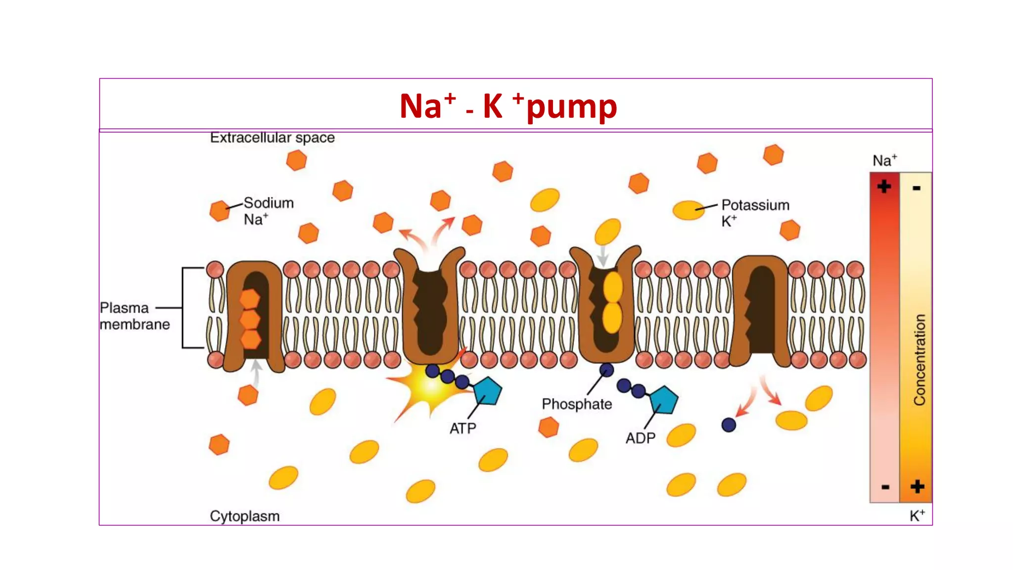 Sodium metabolism and its clinical applications | PDF