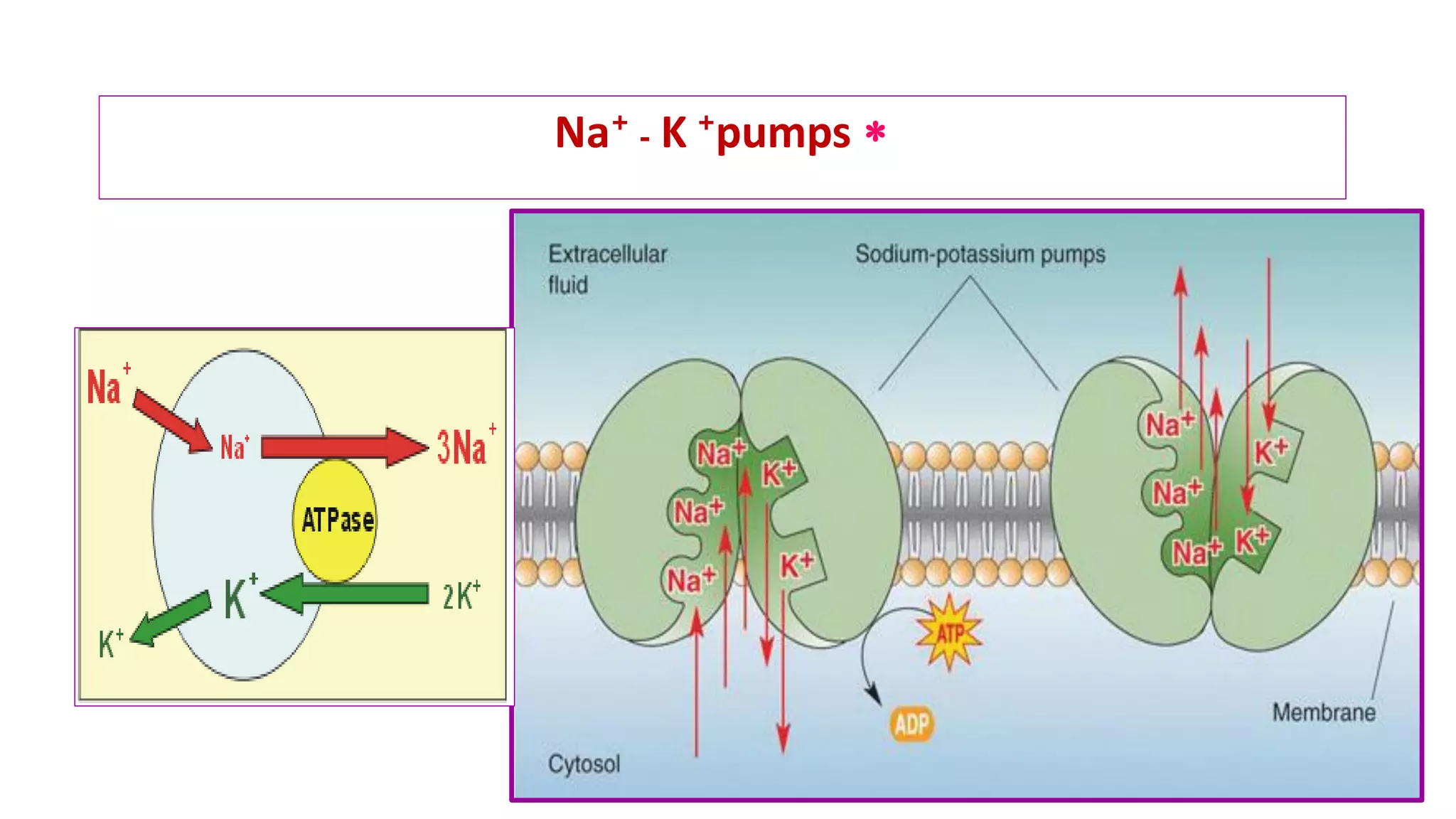 Sodium metabolism and its clinical applications | PDF