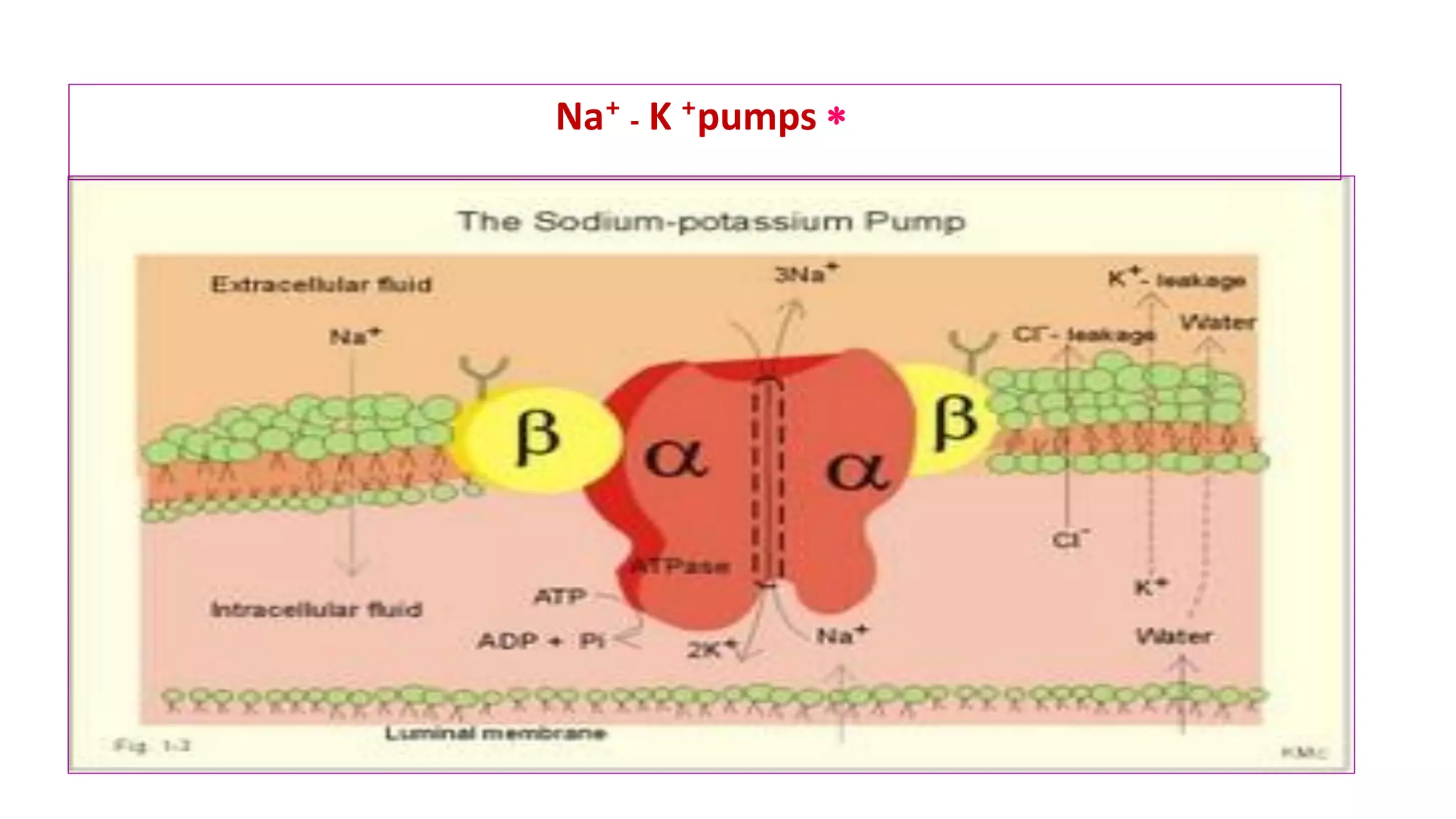Sodium metabolism and its clinical applications | PDF