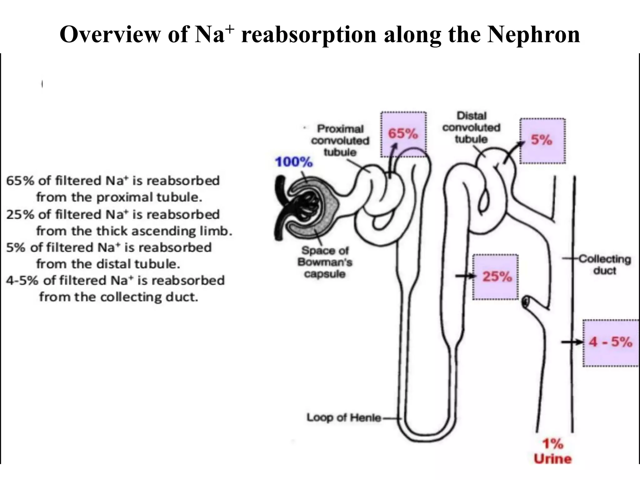 Sodium metabolism, hyponatraemia & hypernatraemia | PPT
