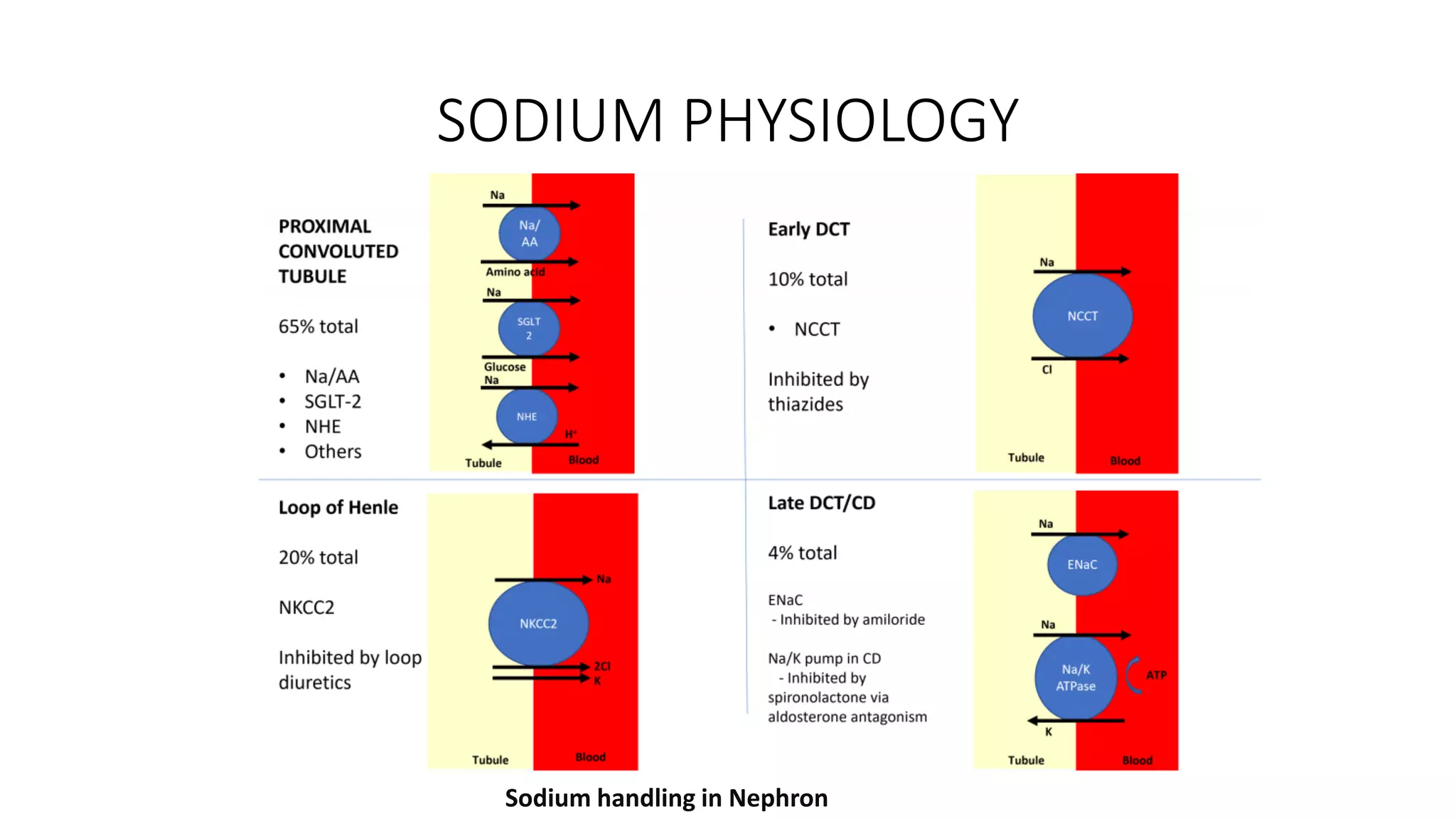 SODIUM PHYSIOLOGY.pptx