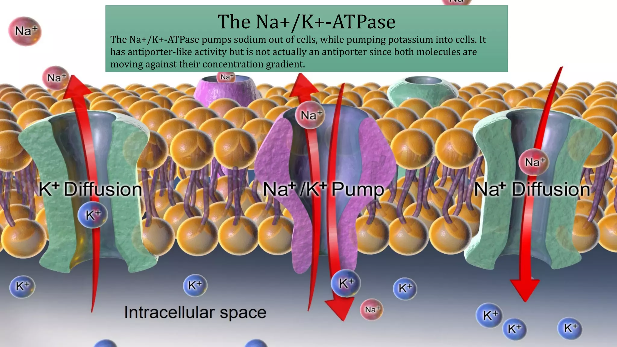 Sodium potassium pump | PPT