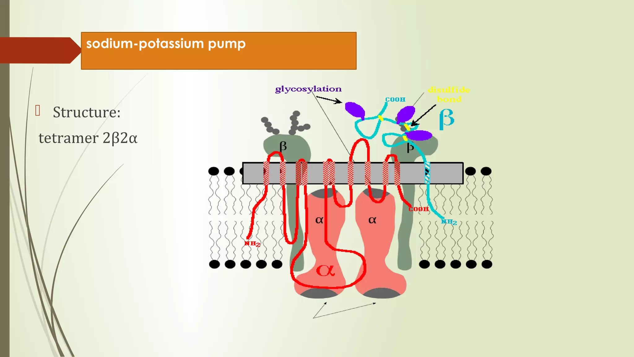 Sodium potassium pump | PPT