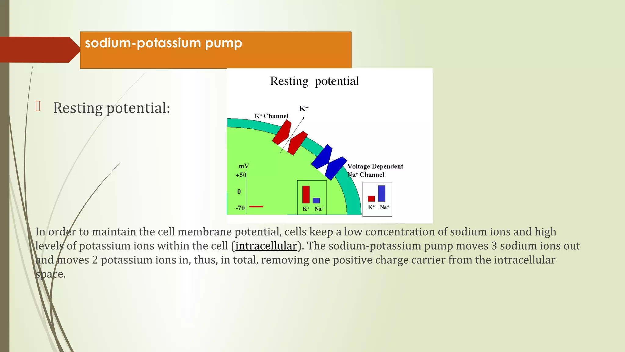 Sodium potassium pump | PPT | Chemistry | Science