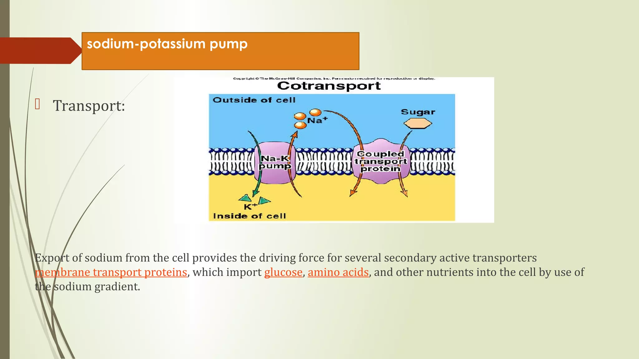 Sodium potassium pump | PPT
