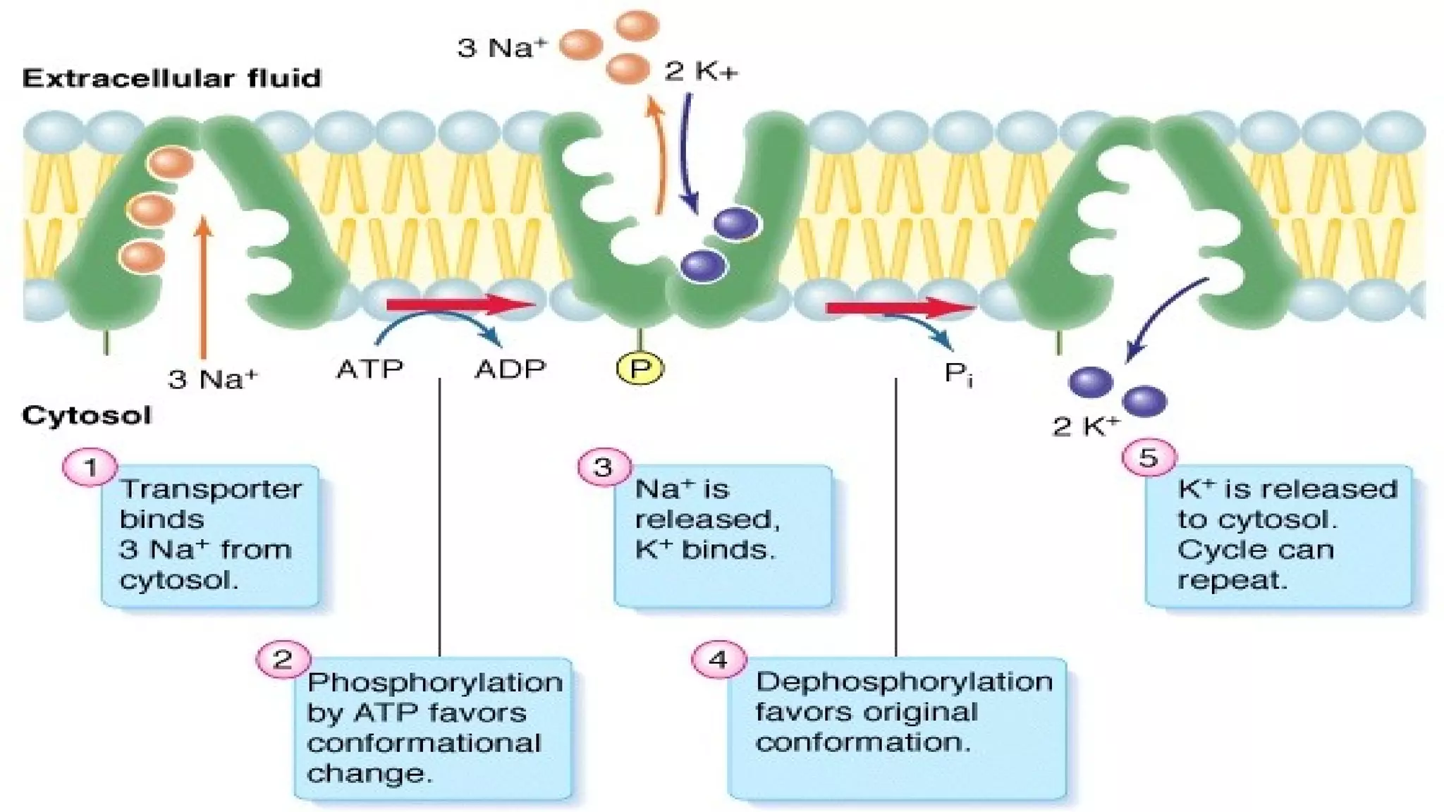 Sodium potassium pump | PPT