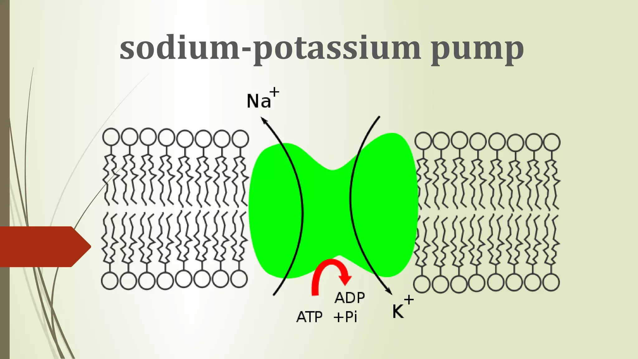 Sodium potassium pump | PPT | Chemistry | Science
