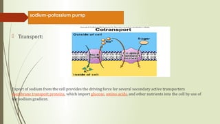 Sodium potassium pump | PPT